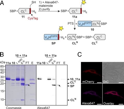 A Mesophilic Cysteine Less Split Intein For Protein Trans Splicing Applications Under Oxidizing