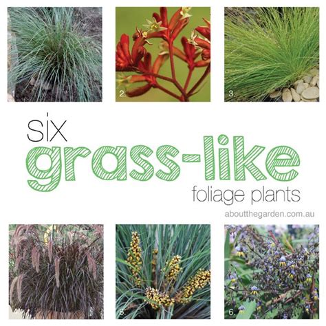 Plants That Look Like Grass Why Is My Lawn Producing Seed Heads