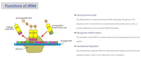 Custom Transfer Rna Trna Synthesis Nucleic Acid Formulation Cd