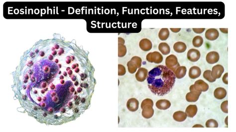 Complement Components Definition Functional Categories Biology