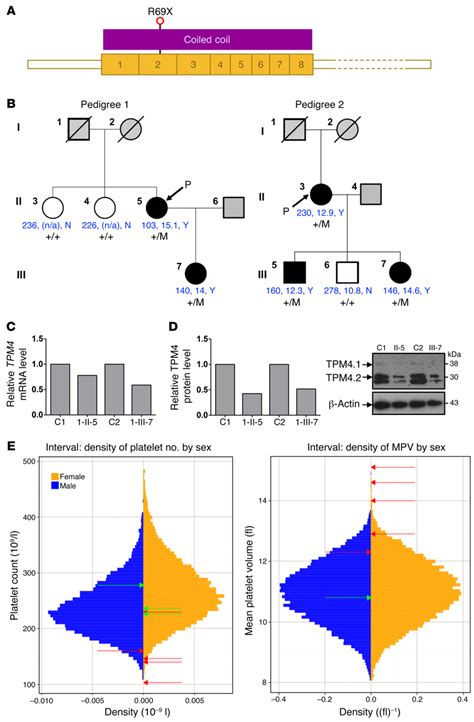 Tpm4 Mutation Causes Macrothrombocytopenia In Humans A Schematic Download Scientific Diagram