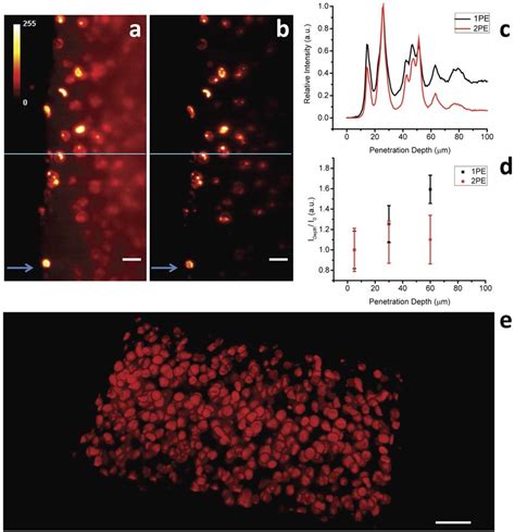 Quality Evaluation Of Mouse Brain Slice Imaging For Single And