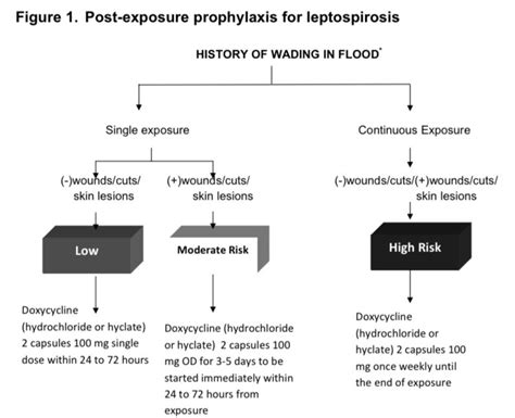 Leptospirosis Post Exposure Prophylaxis Why Do We Grepmed
