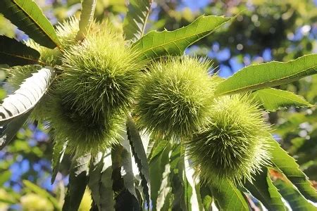 Transform Your Backyard Into A Nut Haven With Our List Of The Most Common Nut Trees