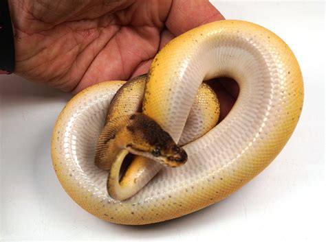 23 Male Super Enchi Pinstripe Malum Ball Python Sale New England