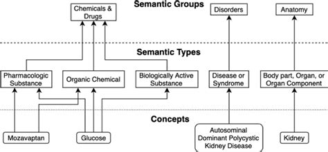Example Of Correspondence Between Concepts Semantic Types And Download Scientific Diagram