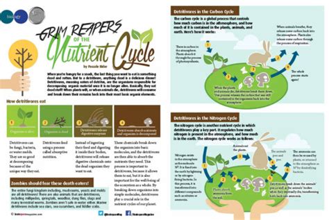 Biology Nutrient Cycle Brainspace Magazine Interactive And Educational