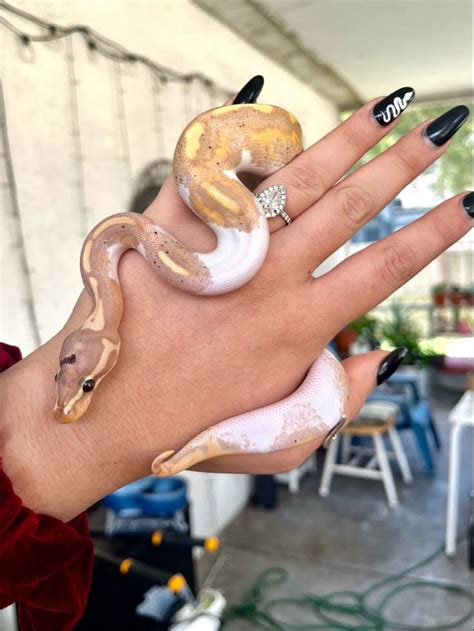 Banana Yellow Bellied Pied Ball Python Ball Python Pet Pet Snake