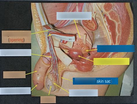 A P Lab Practical Diagram Quizlet