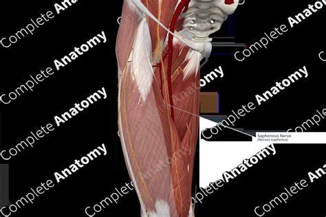 Saphenous Nerve Complete Anatomy