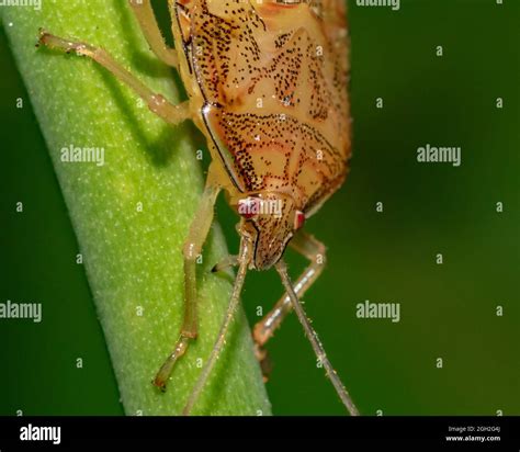 Nymph Of Brown Winged Stink Bug On The Branch Percevejo Da Soja