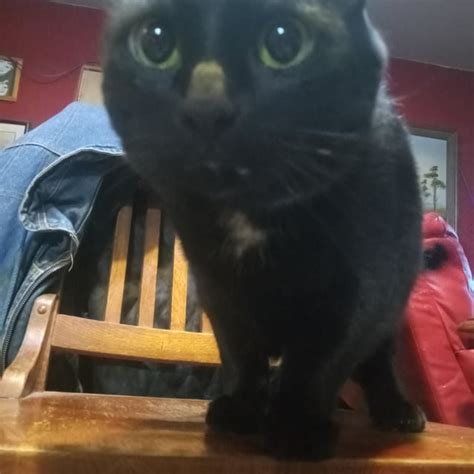 Voidboy Alien Has Eyebrows Rcatsarealiens