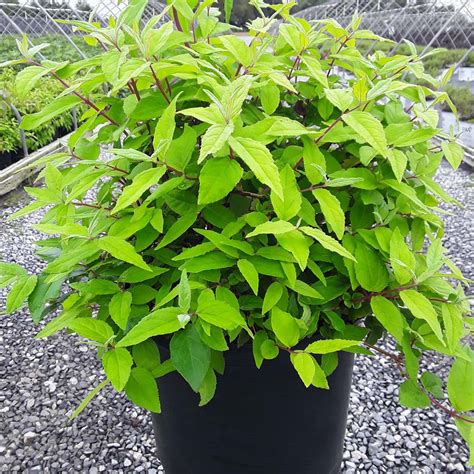 Raspberry Sundae Hybrid Deutzia Grown By Overdevest