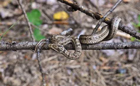Una Víbora Ataca A Un Varón De 45 Años En Peñalba De Santiago