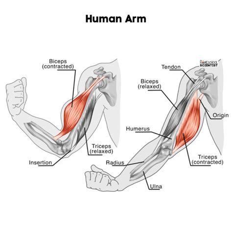 How To Make An Arm Model The Homebabe Scientist