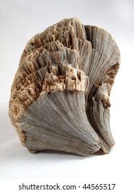 275 Sponge Fossil Images Stock Photos Vectors Shutterstock