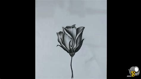 نقاشی گل رز طرح 2 فیلو