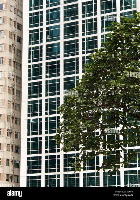 Tree In Front Of Office Building Stock Photo Alamy