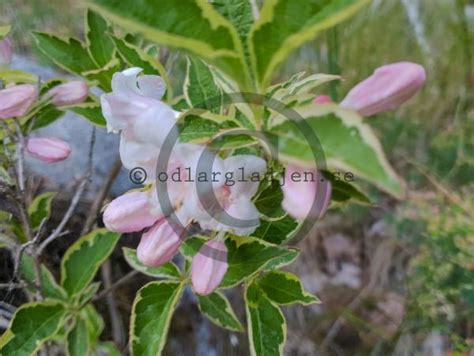 Köp Trädgårdsprakttry Weigela 'Nana Variegata' | Odlarglädjens plantskola