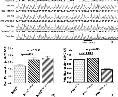 A Induced Expression Of Npm1 Type A Mutation In K562 Leukemia Cells