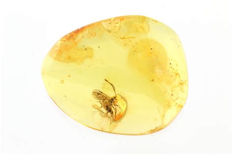 Fossil Wasp Ichneumonidae In Baltic Amber 270595 For Sale Fossil Wasp Ichneumonidae In Baltic Amber 270595 For Sale