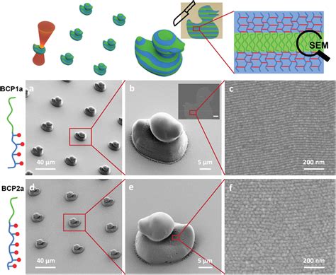 Sem Characterization Of 3d Printed Microstructures From A C Bcp1a Or