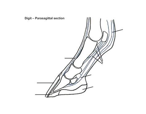 Loceq03 Parasagittal Sect Of Digit Quiz