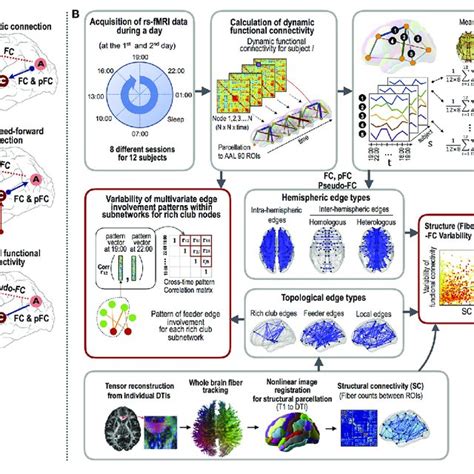 The Procedures Employed For The Functional Connectivity Variability