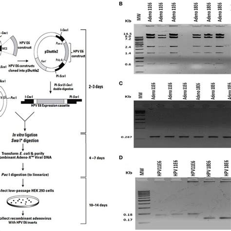 Analysis Of Microarray Data In The Infected Hacat Cells A Principal