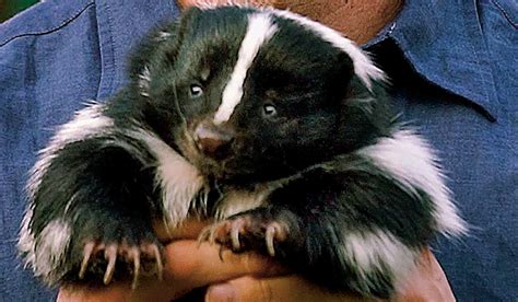 Pet Skunks