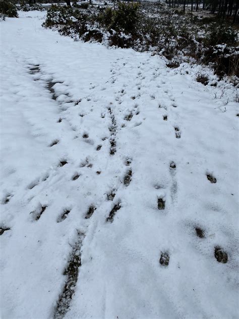 Ashdown Forest Podcast Ashdownpodcast Twitter