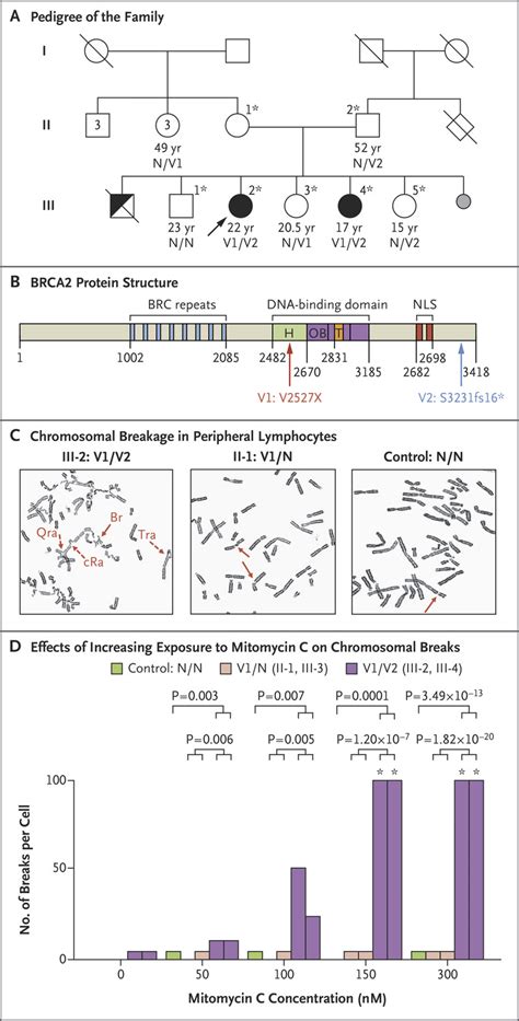 Essential Role Of Brca2 In Ovarian Development And Function New