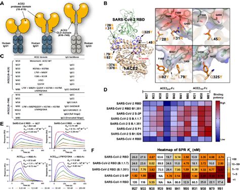 Structure Based Development Of Ace2 Fc Variants With Enhanced Download Scientific Diagram