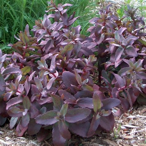 Sedum Purple Emperor Hills Perennials