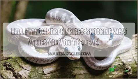 Ball Python Morph Prices Shocking 2025 Values You Wont Believe 🐍💰