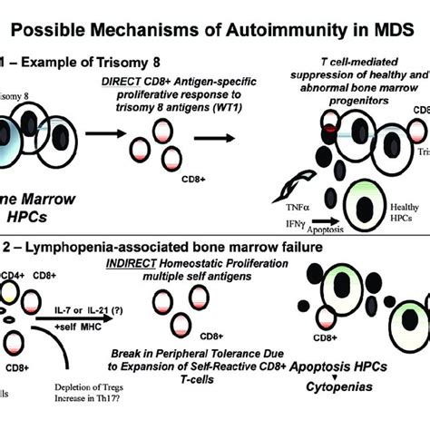 Molecular Model Of T Cell Pathogenesis In Mds Described In This Review