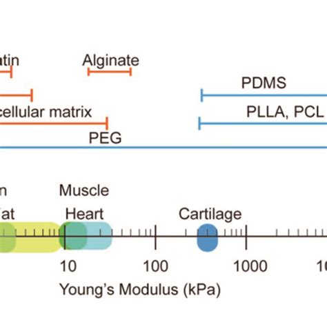 Youngs Modulus Of Different Tissues And Materials For Scaffold