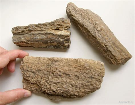 Structures Et Bois Fossiles