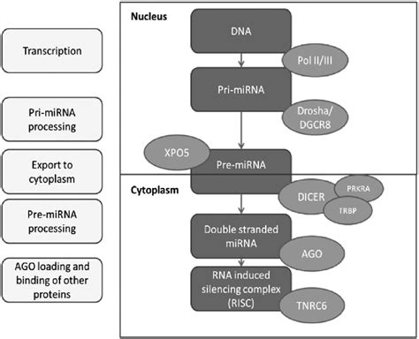 Scheme Of Mirna Biogenesis Download Scientific Diagram
