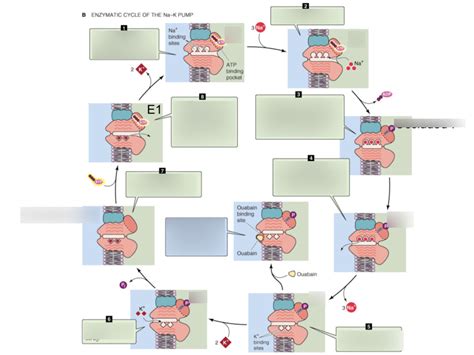 lectures 1 and 2 pt 8 diagram quizlet