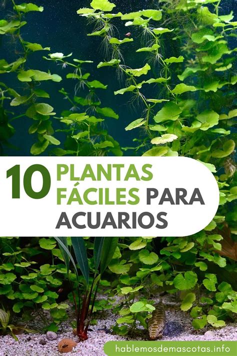 Plantas Acuario Artofit