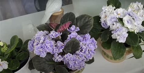 Що потрібно зробити щоб фіалка почала швидко розпускатися і красиво цвісти у квартирі Читайте