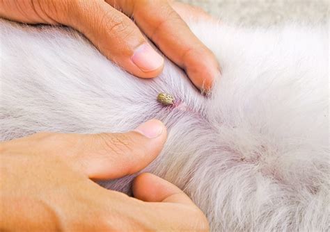 What Does A Tick Look Like In A Dog At Jennifer Pardue Blog