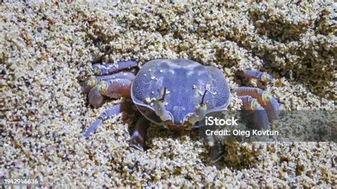 Red Sea Ghost Crab Crab Runs Along The Sand Burrows In The Sand Stock