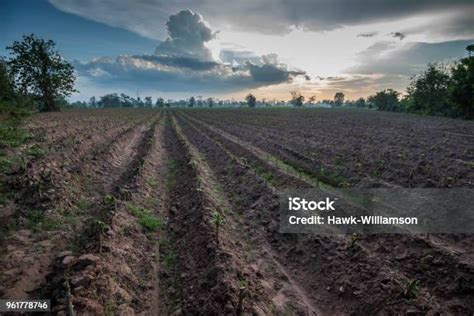 타 피 오카 아시아에서 교체 논을 분야 지속 가능한 작물 보다 현금 작물입니다 0명에 대한 스톡 사진 및 기타 이미지 0명 건축물 관개 장비 Istock