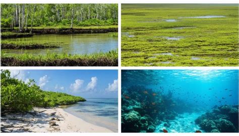 How Coastal Marine Ecosystems Shape Our Oceans And Why Teachers Need