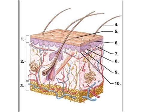 Structures In The Integumentary System Quiz