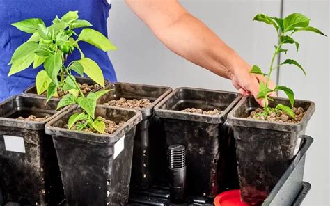 Ebb And Flow Hydroponics A Beginners Guide