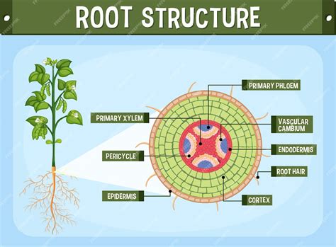 Free Vector Internal Structure Of Root Diagram