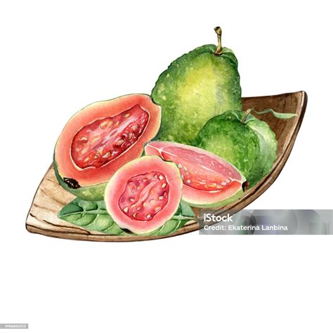 전체 구아바와 나무 접시 수채화 그림은 흰색 배경에 분리되어 있다 열대 이국적인 과일 핑크 구아자바 손으로 그렸습니다 포장 포장